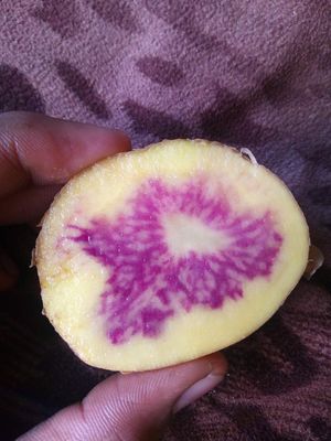 Tuber discoloration | Pests & Diseases