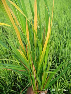 Tungro | Plant Disease Library