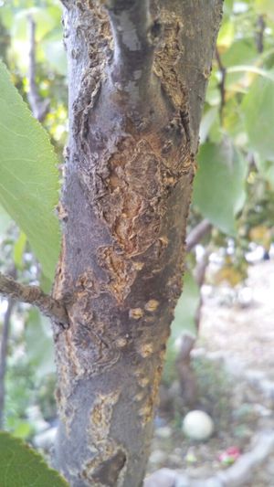 Valsa Disease | Pests & Diseases
