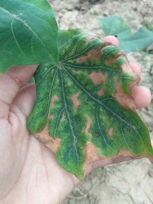 Verticilliose | Ravageurs & Maladies