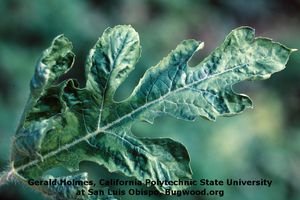 Watermelon Mosaic Virus | Pests & Diseases