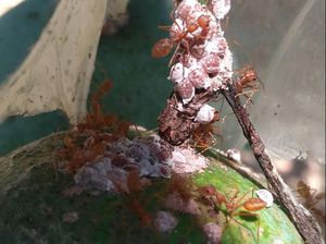 Weaver Ant | Pests & Diseases