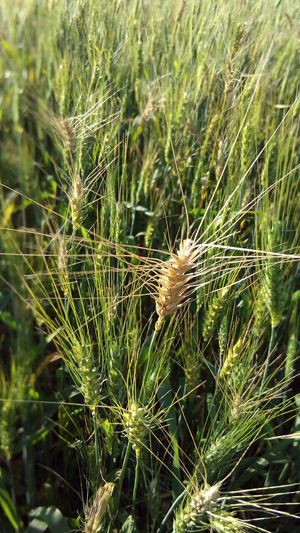 Wheat Blast | Pests & Diseases