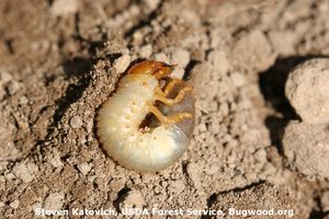 Uret Putih | Hama & Penyakit