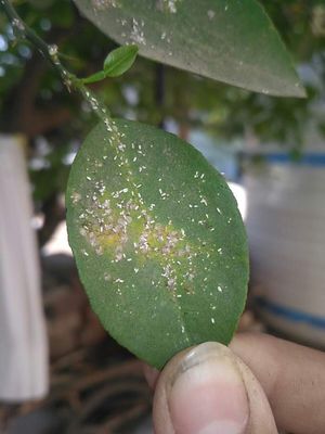 La cochenille du manguier | Ravageurs & Maladies