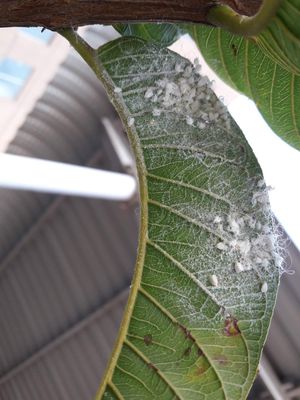 తెల్ల దోమలు | తెగుళ్ళు మరియు చీడపీడలు