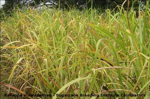 Wilt Disease of Sugarcane | Pests & Diseases