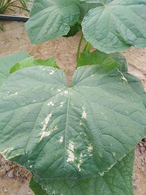 Wind Damage on Cucumber | Pests & Diseases