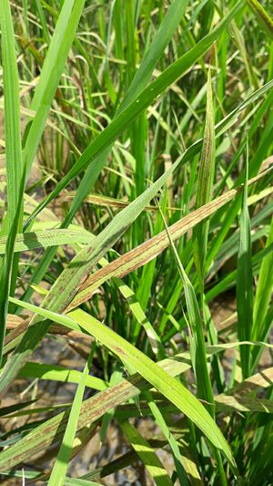 Zinc Deficiency in Rice | Plant Disease Library