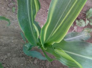 Zinc Deficiency | Pests & Diseases
