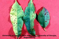 Bacterial Spot on Stone Fruits | Pests & Diseases