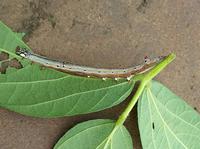 Castor Semilooper | Pests & Diseases