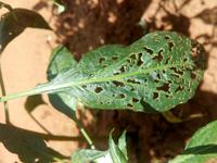 Flea beetles on pepper plants: symptoms, causes, control - Plant World ...