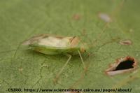 Mirid Bugs | Pests & Diseases