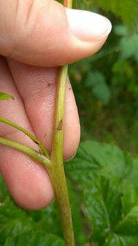 Raspberry Spur Blight | Pests & Diseases