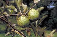Sooty Blotch of Apple | Pests & Diseases