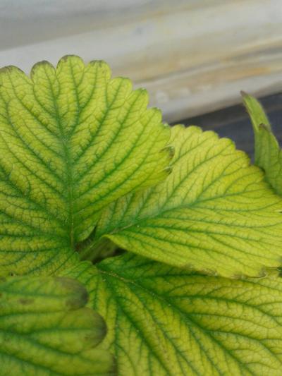 ଲୌହ ଅଭାବ | ପୋକ ଓ ରୋଗ