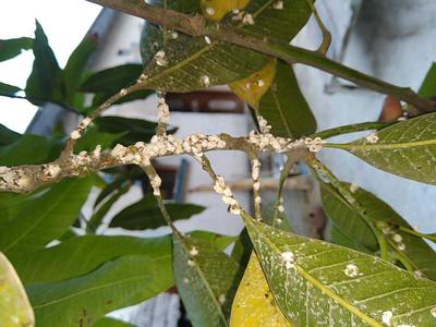Mealybug | Pests & Diseases