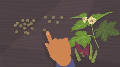 Okra | Crops | Plantix