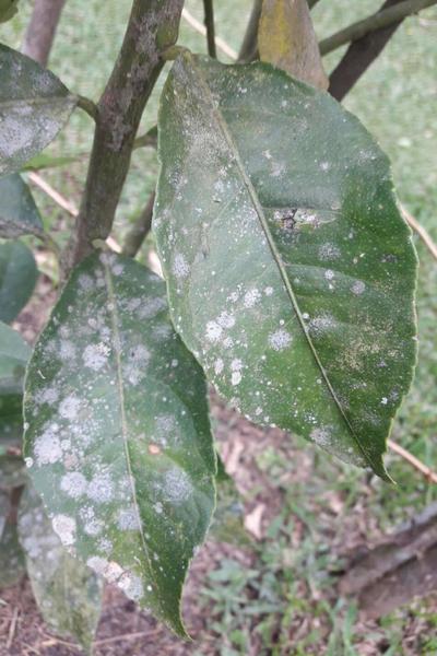 Oídio | Plagas y enfermedades