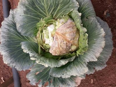 ಕಾಂಡ ಕೊಳೆತ | ಕೀಟಗಳು ಮತ್ತು ರೋಗಗಳು