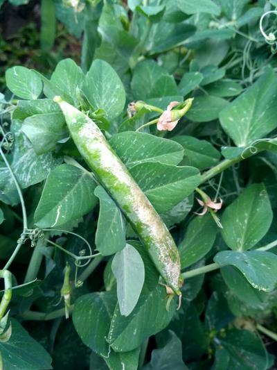 तैला (थ्रिप्स) | कीट और रोग