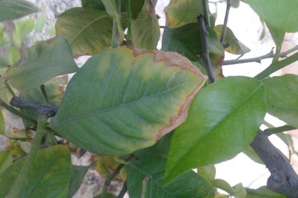 Sunburn | Pests & Diseases