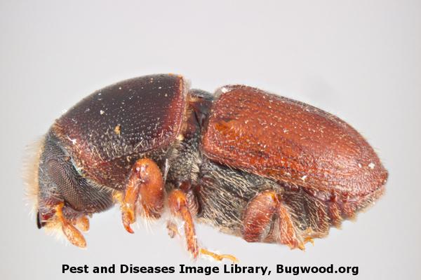 Almond Bark Beetle | Pests & Diseases