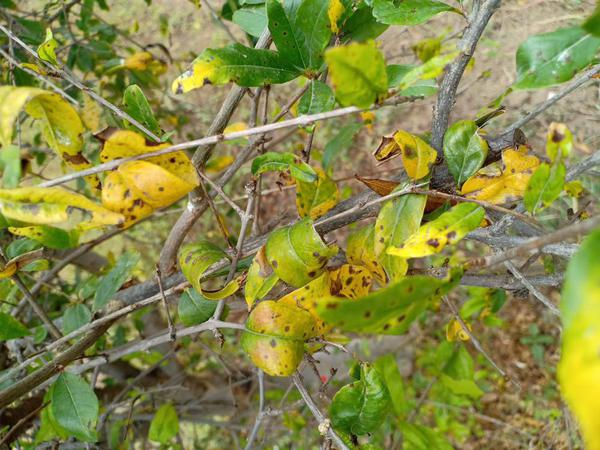 Alternaria Black Spot and Fruit Rot | Pests & Diseases