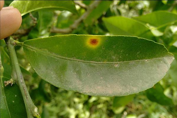 Alternaria Brown Spot | Pests & Diseases