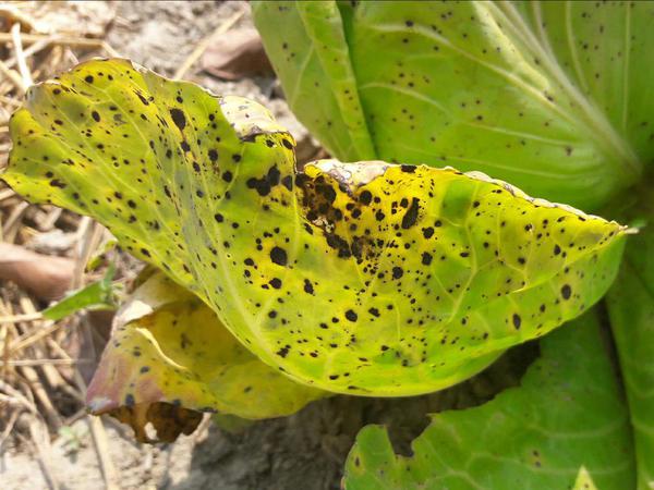 Alternaria Spot | Pests & Diseases