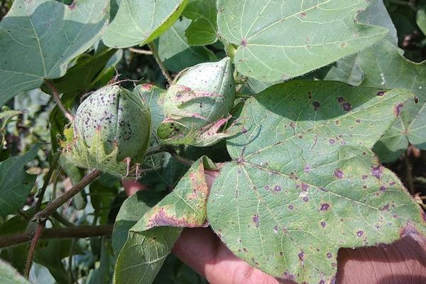 Anthracnose of Cotton | Pests & Diseases