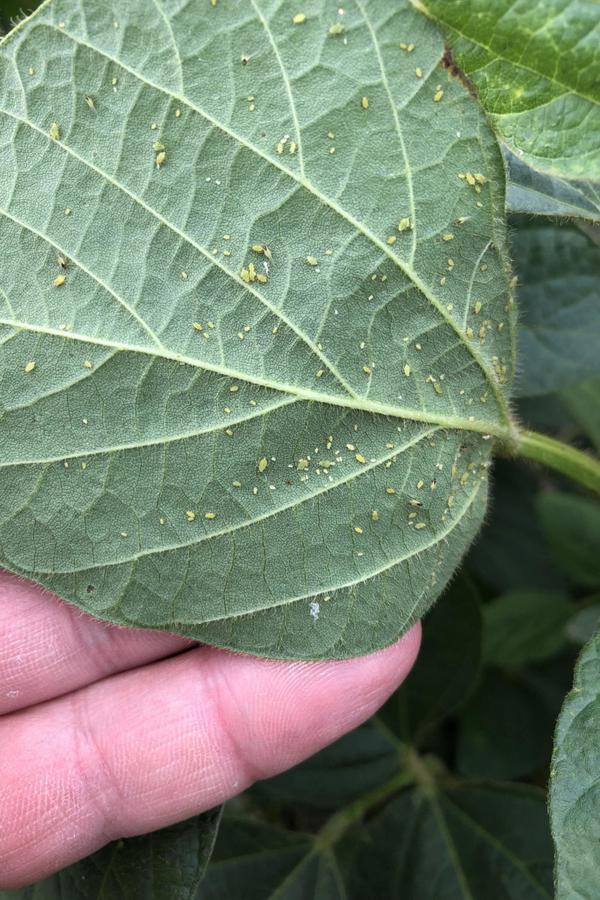 Pucerons | Ravageurs & Maladies