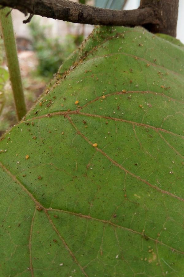 Aphids | Pests & Diseases