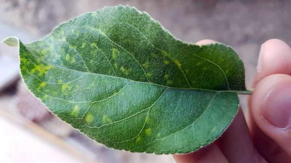 Apple Chlorotic Leaf Spot Virus | Pests & Diseases