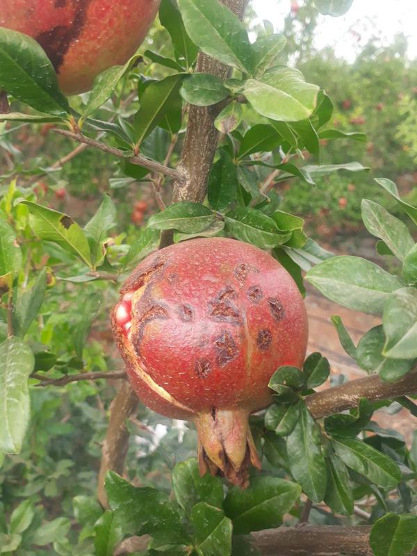 Bacterial Blight of Pomegranate | Pests & Diseases