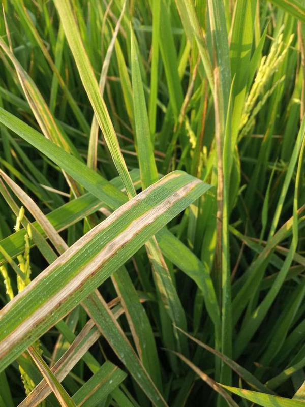 Bacterial Blight Of Rice Pests Diseases