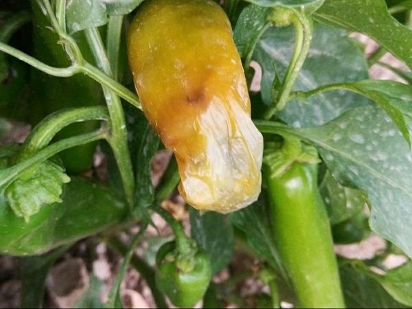 Bacterial Soft Rot of Pepper | Pests & Diseases