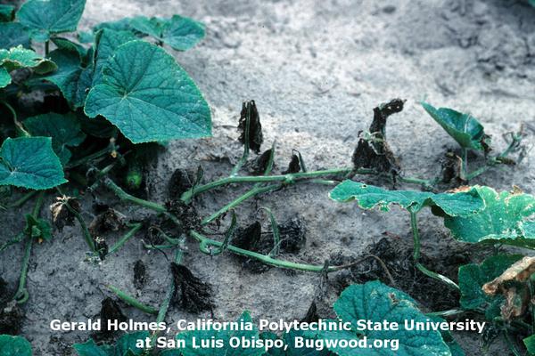 Bacterial Wilt | Pests & Diseases