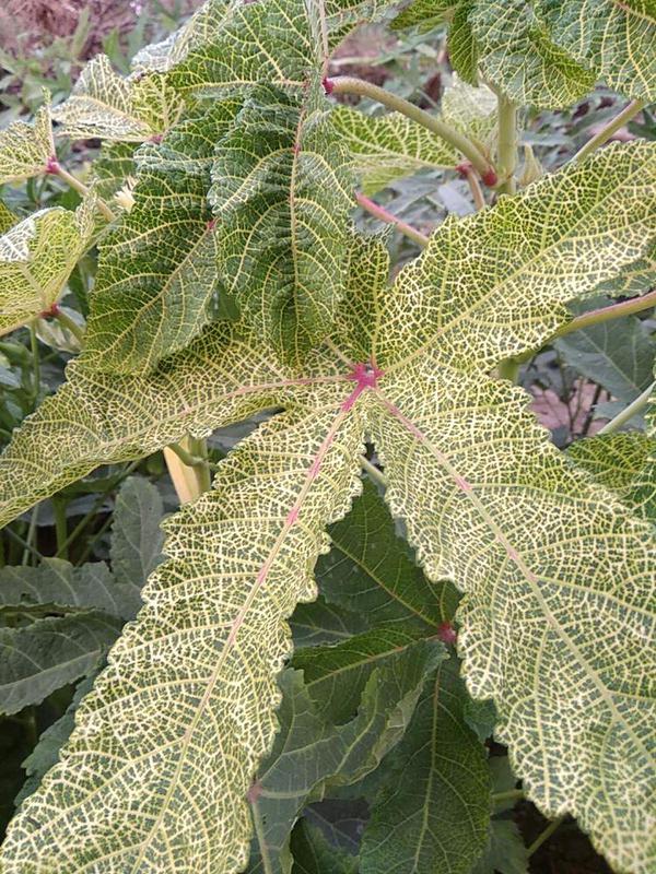 Bhendi Yellow Vein Mosaic Virus | Pests & Diseases