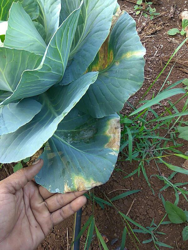 Black Rot | Pests & Diseases