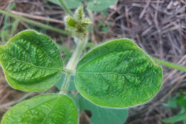 Deficiencia de boro | Plagas y enfermedades