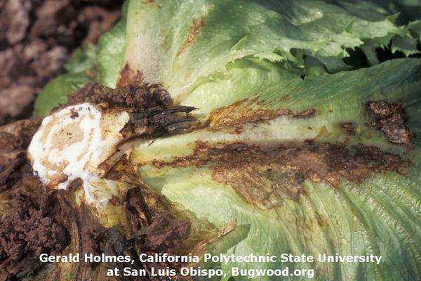 Bottom Rot | Pests & Diseases