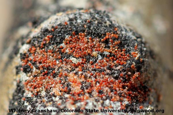 Brown Mite | Pests & Diseases