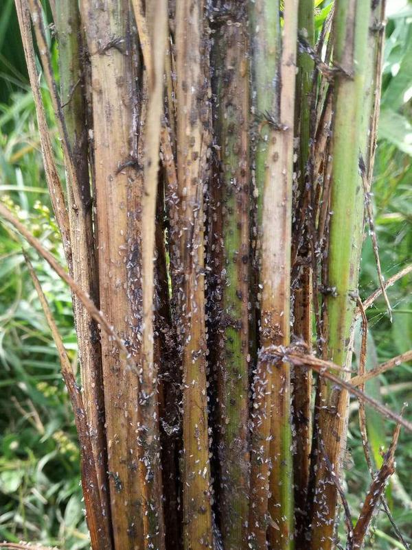 Brown Planthopper | Pests & Diseases