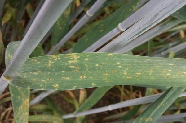 Ferrugem do Colmo/Ferrugem da folha do trigo | Pragas e Doenças