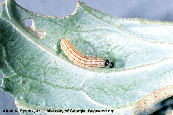 Gusano de la col | Plagas y enfermedades