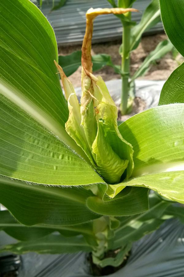 Deficiencia de calcio | Plagas y enfermedades