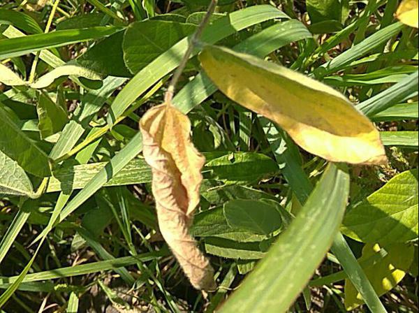 Calcium Deficiency | Pests & Diseases