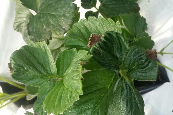 Calcium Deficiency | Pests & Diseases